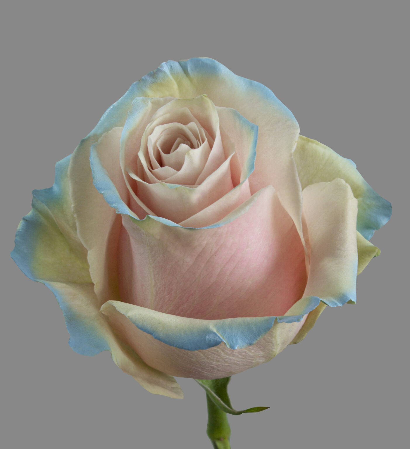 Cinderella – BellaRosa