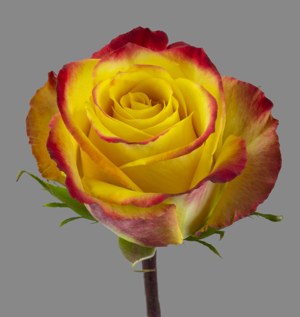 Tutti Frutti – BellaRosa