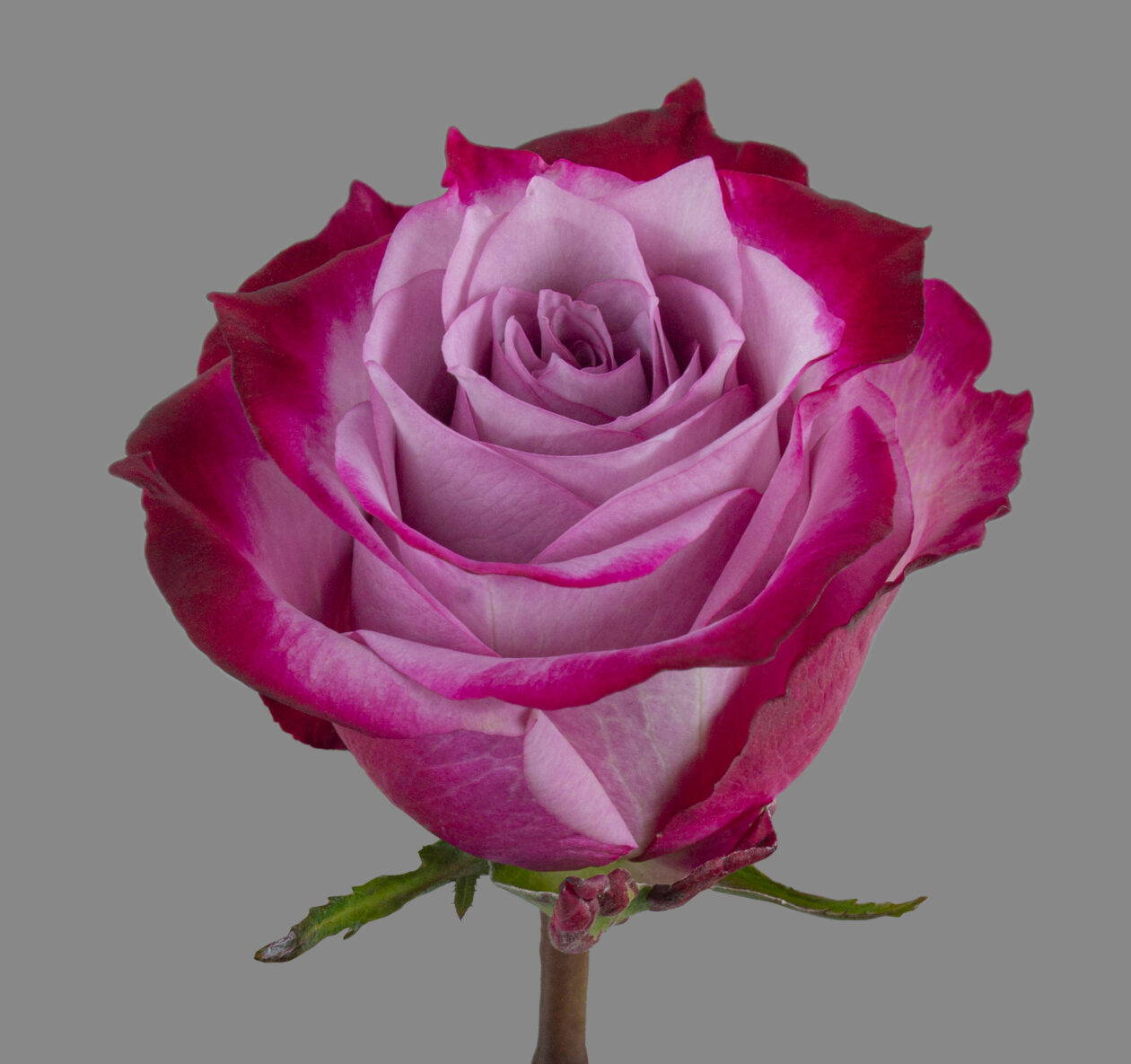 Deep Purple – BellaRosa