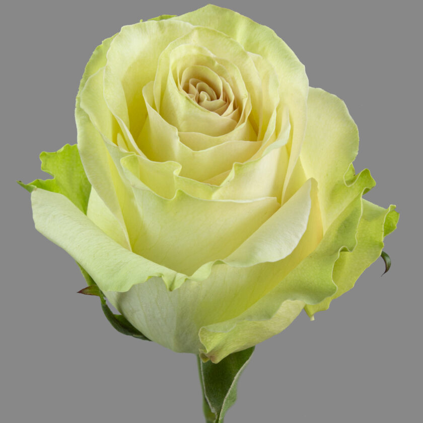 Sunset Xpression – BellaRosa