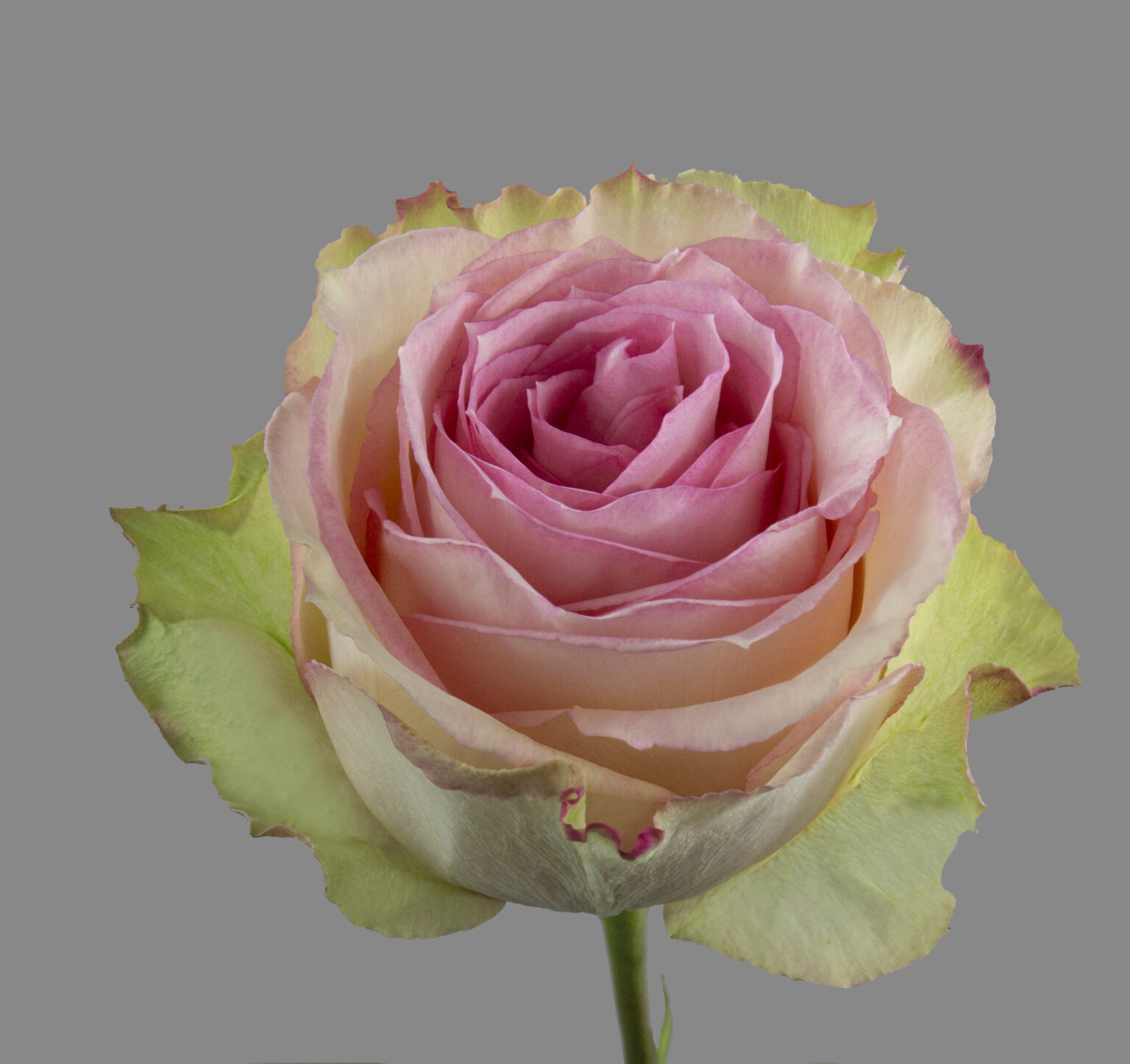 Esperance – BellaRosa