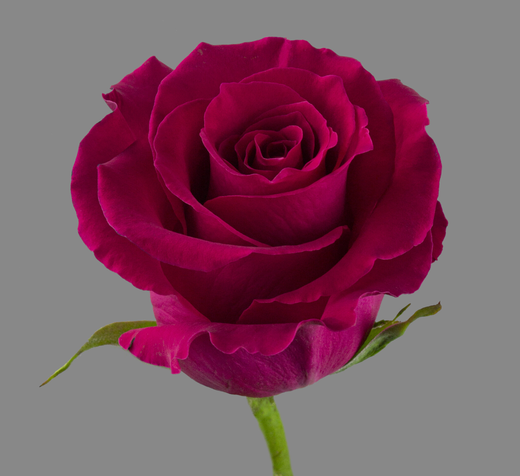 Gotcha – BellaRosa