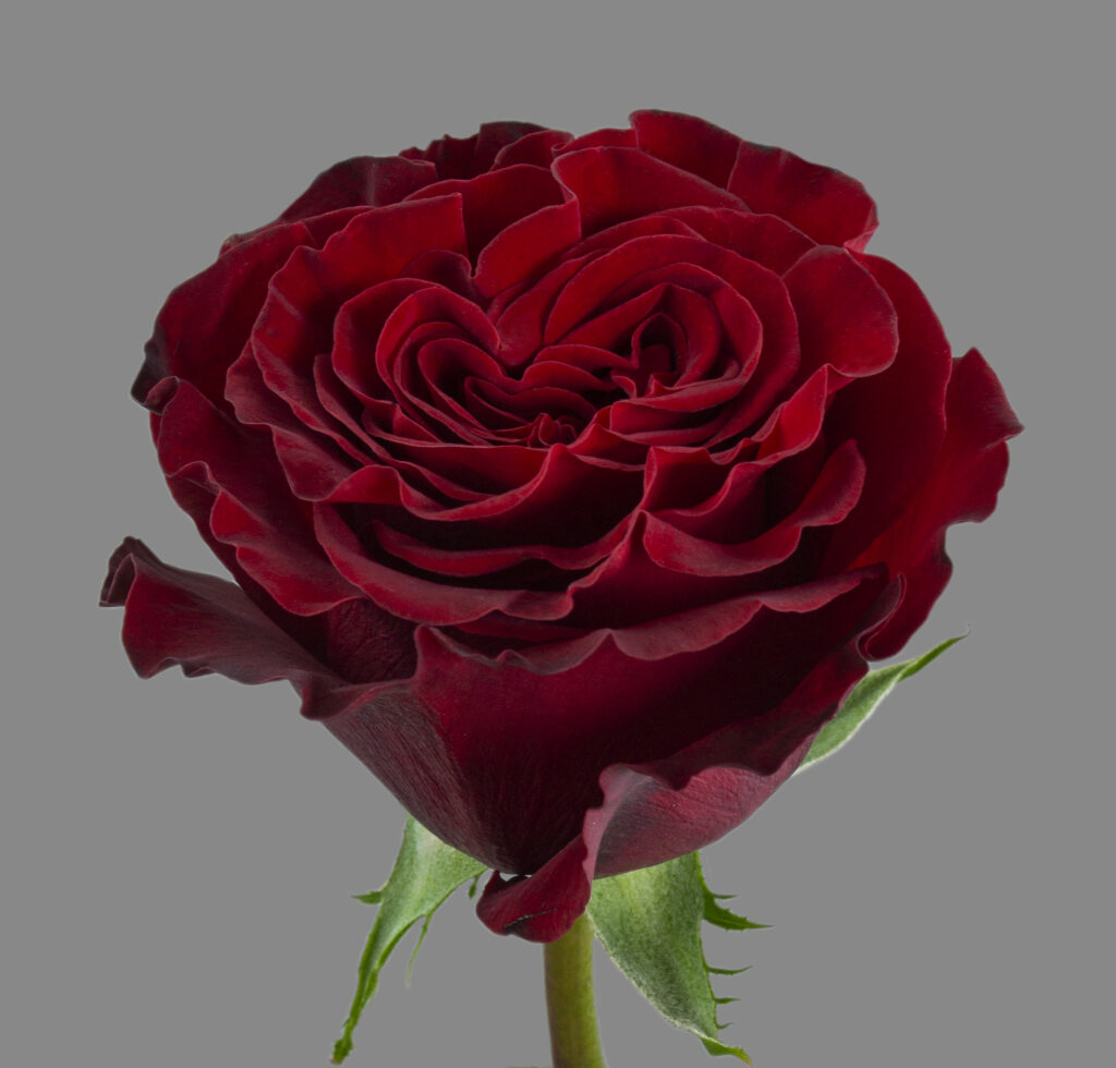 Fortune – BellaRosa