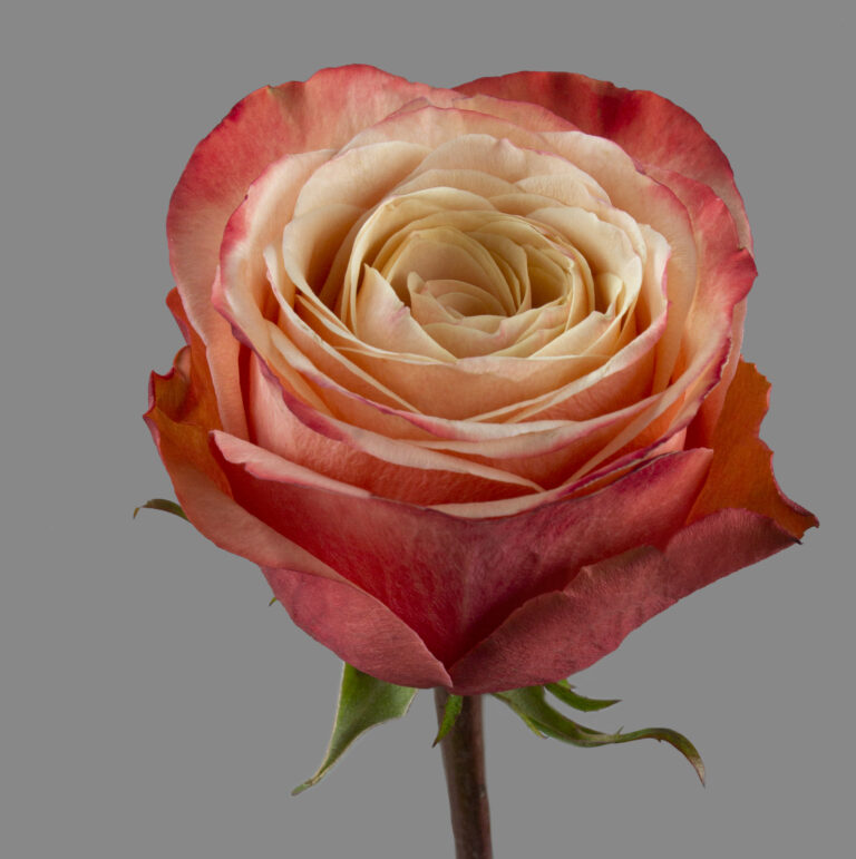 BellaRosa - Cultivating innovation, harvesting beauty