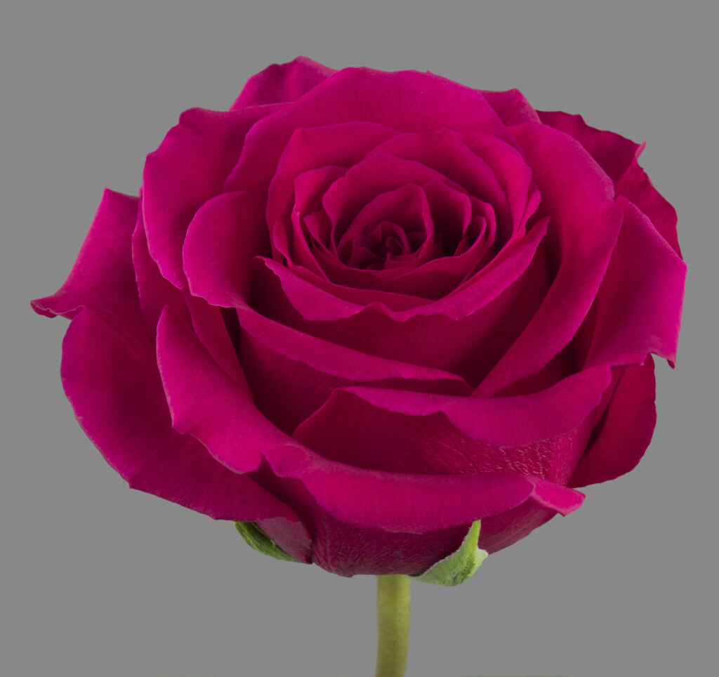 Queenberry – BellaRosa