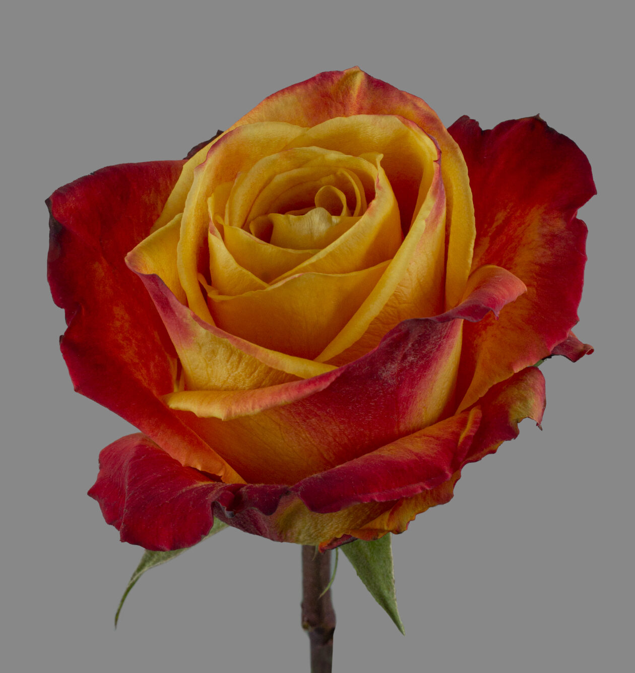 BellaRosa - Cultivating innovation, harvesting beauty