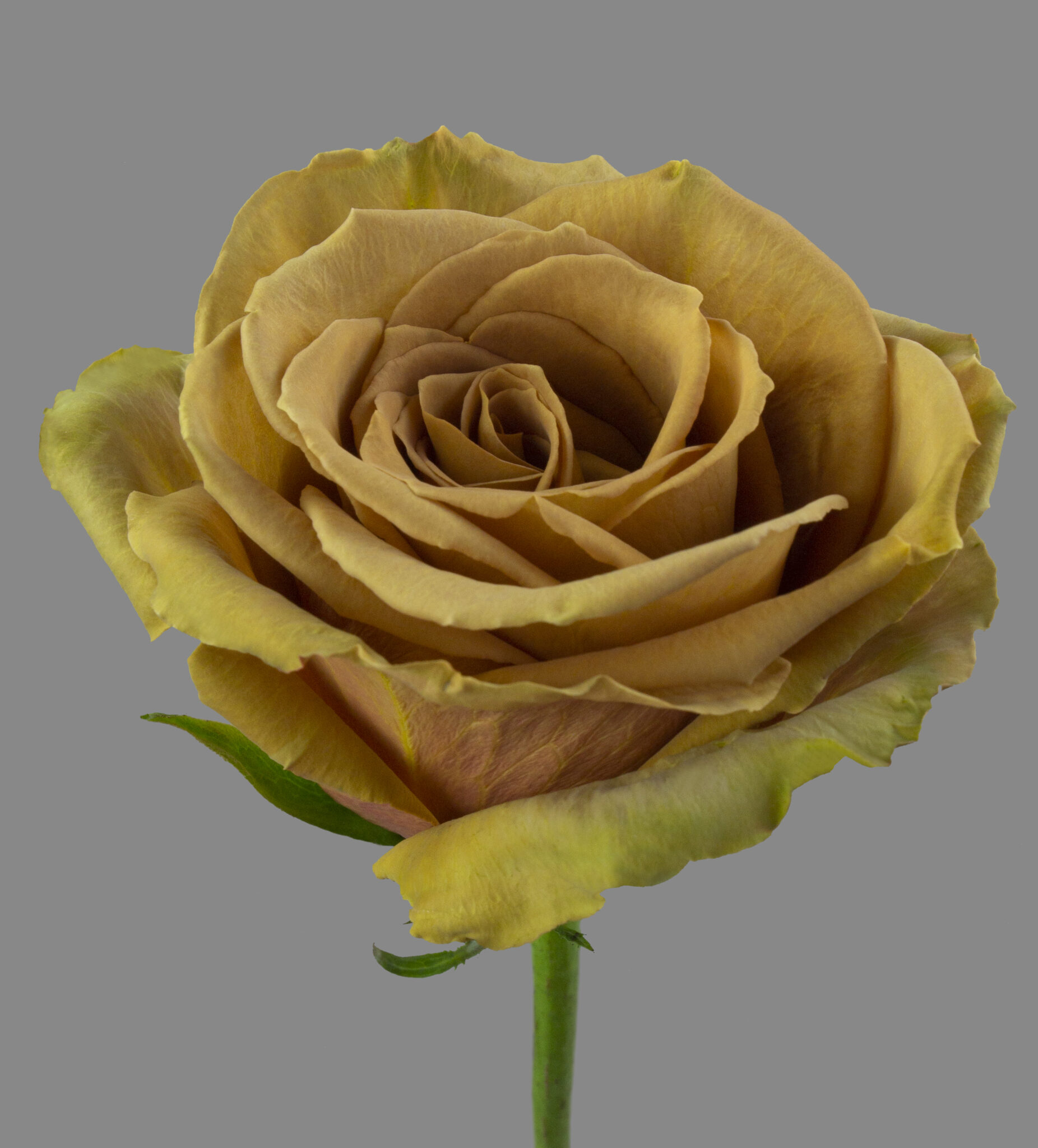 BellaRosa - Cultivating innovation, harvesting beauty