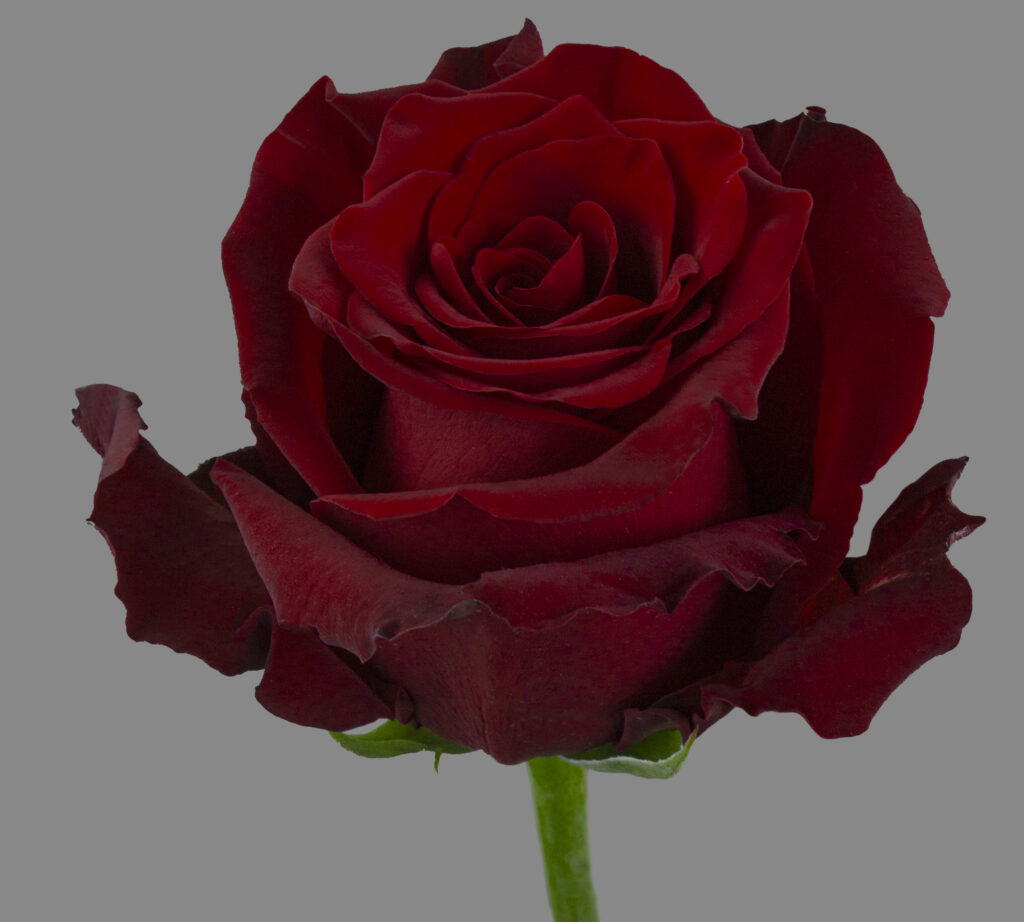 Explorer – BellaRosa