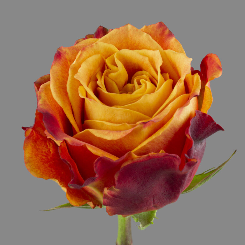 Products – BellaRosa