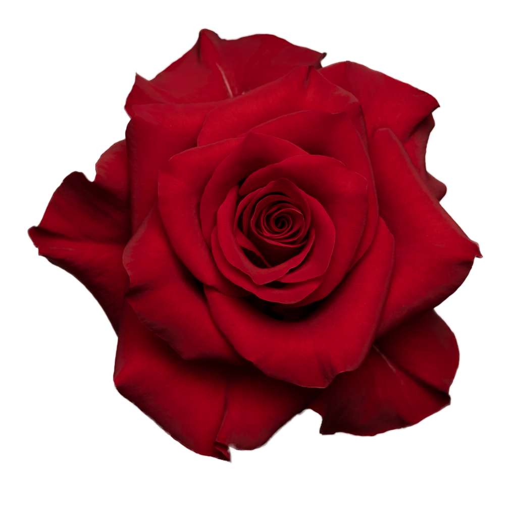 BellaRosa – Cultivating Innovation